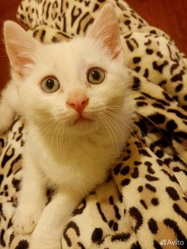 Сахарок ищет Семью