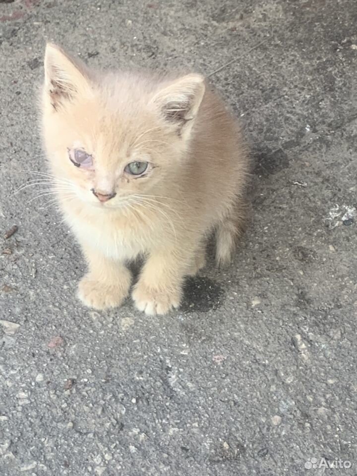 Отдам котёнка