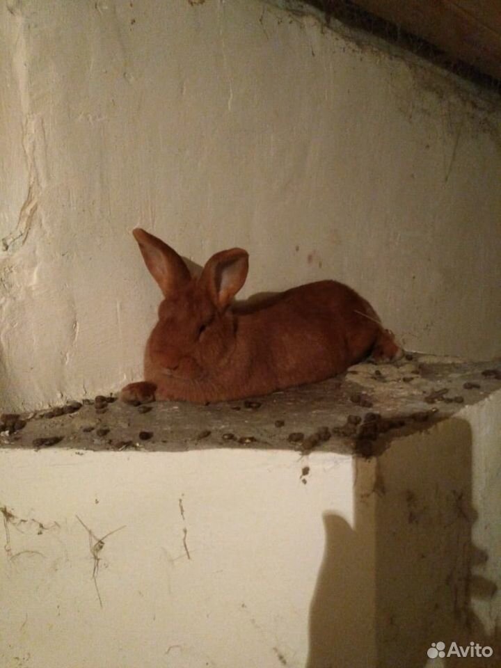 Продаются кролики самцы,крольчата