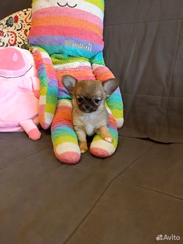 Чихуахуа мини кукла