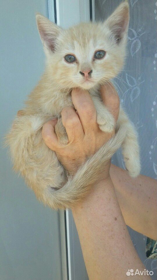 Котята