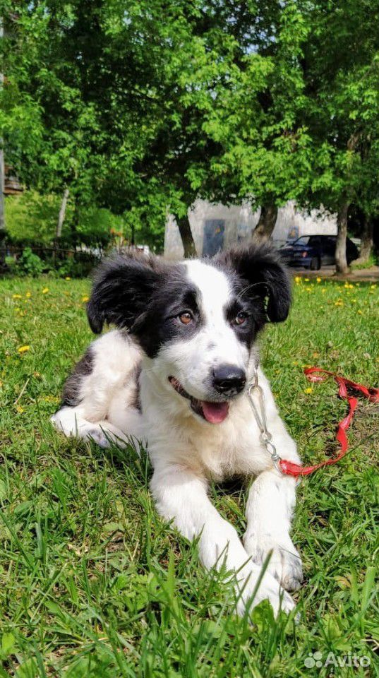 Панда, 3 месяца