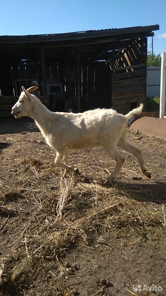 Зааненские козочки и Альпийский козлик