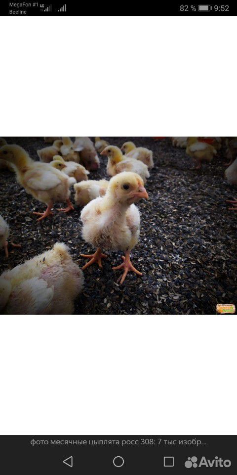 Цыпленок