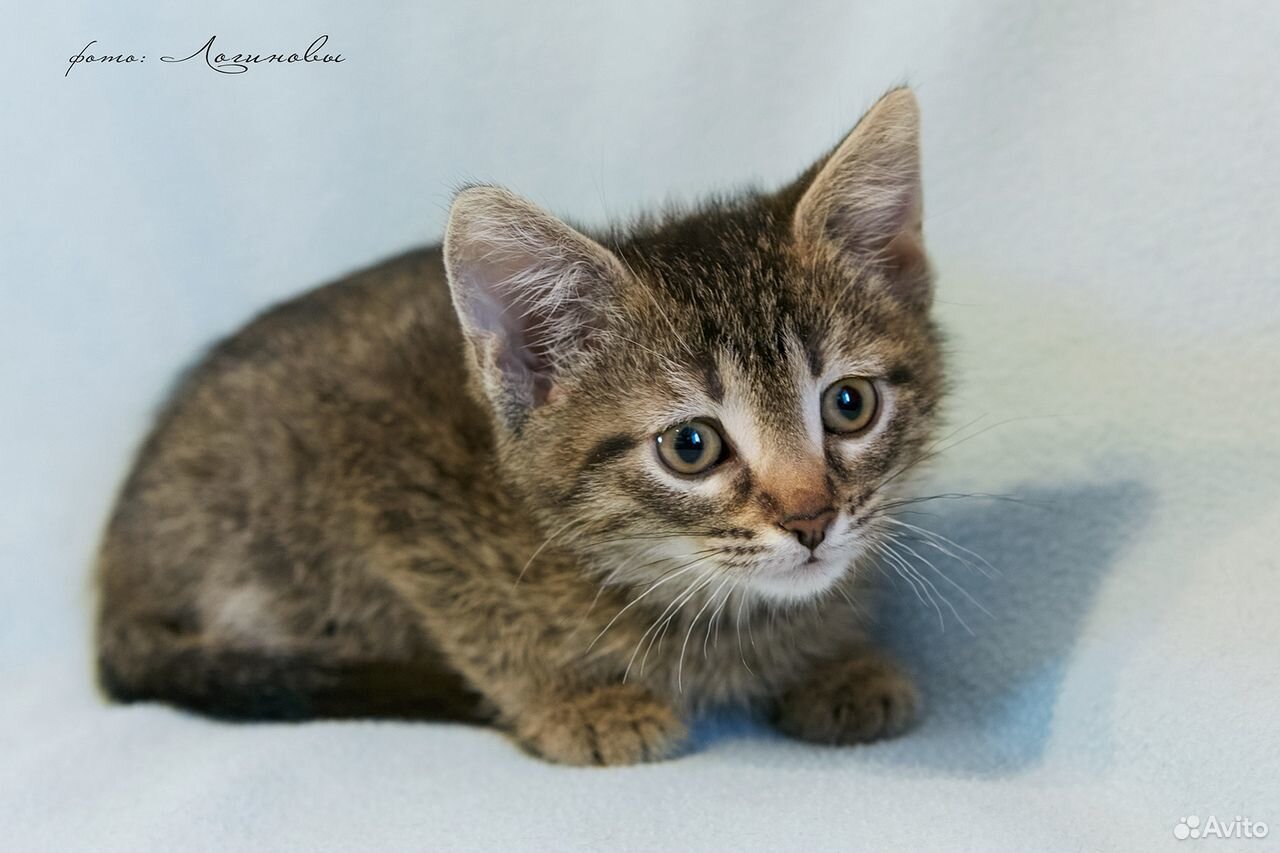 Котёнок,мальчик 1,5 месяца