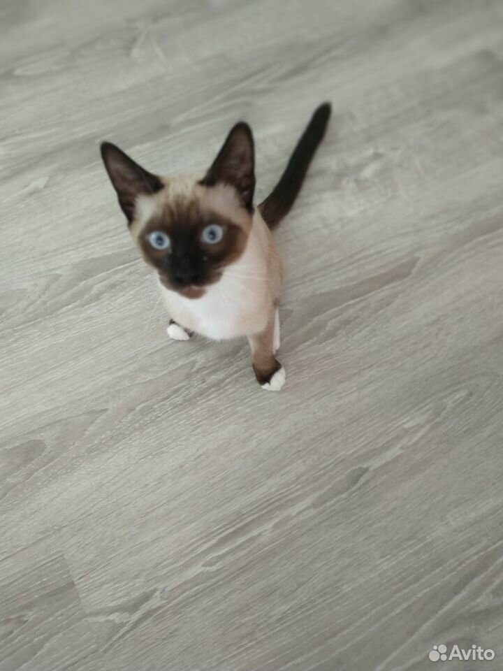Продам сиамского котенка