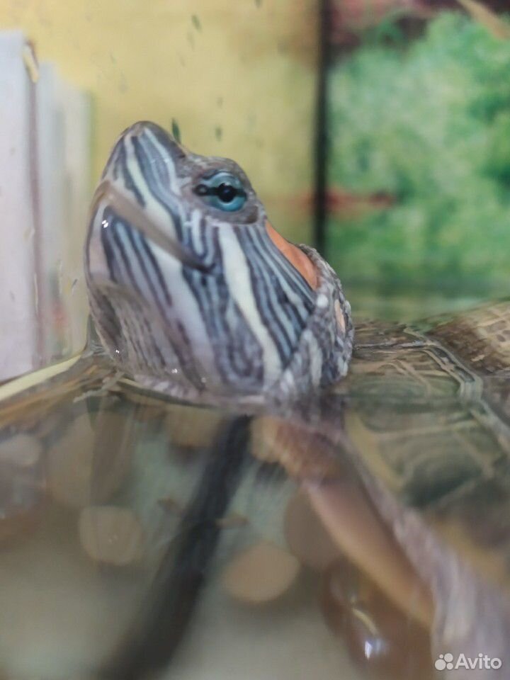 Красноухая черепаха в аквариуме