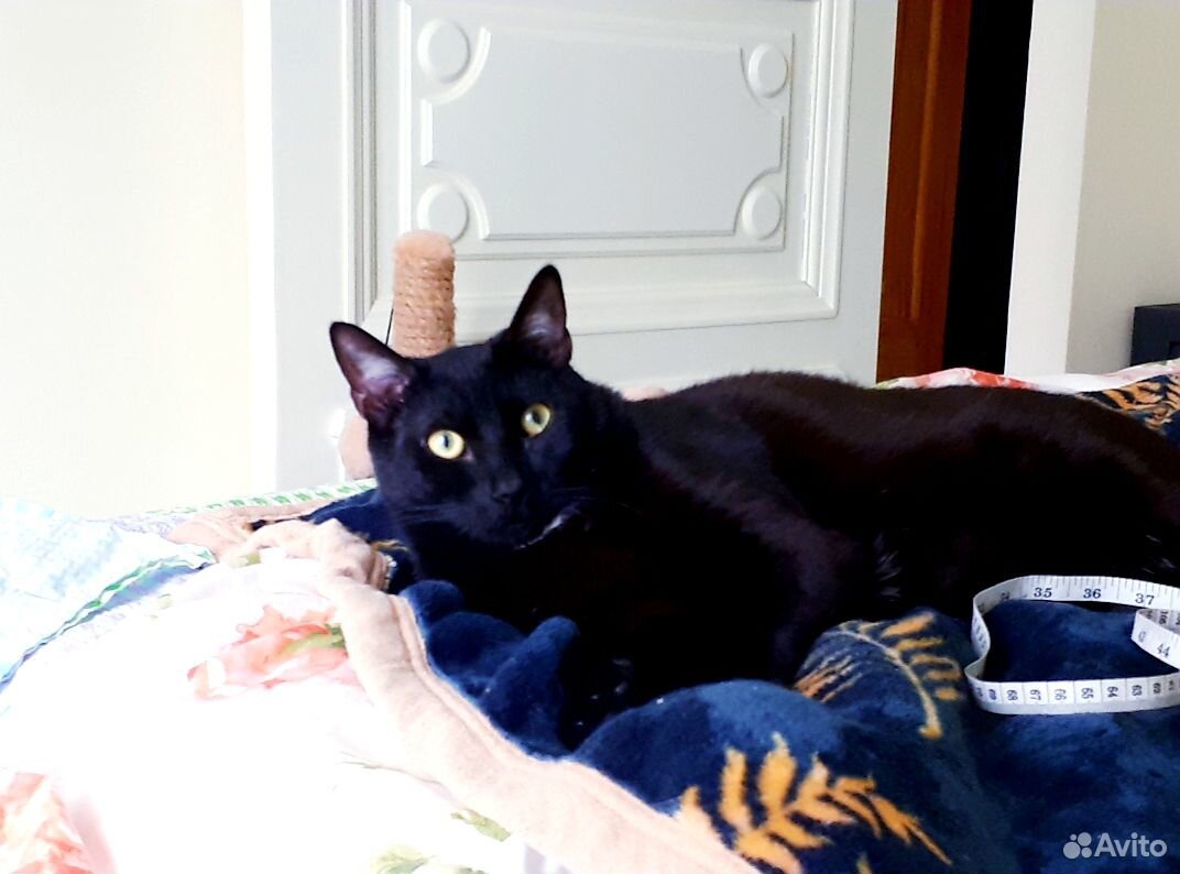 Большой черный кот