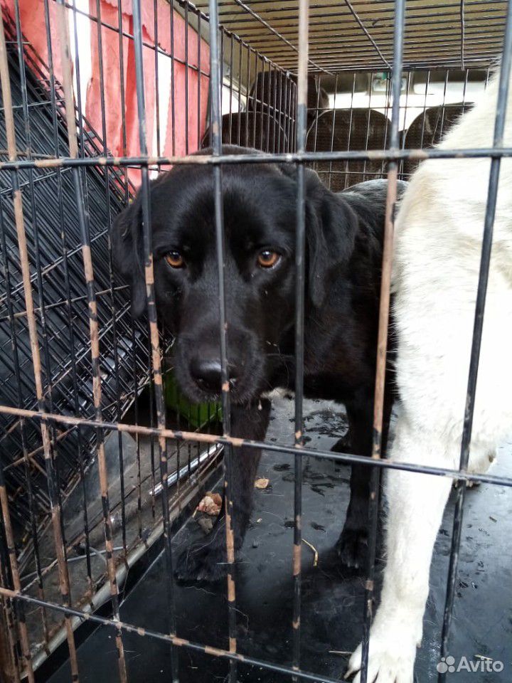 Собака кобель 1 год лабрадор кастрирован