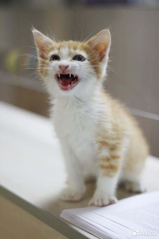 Котенок в добрые руки
