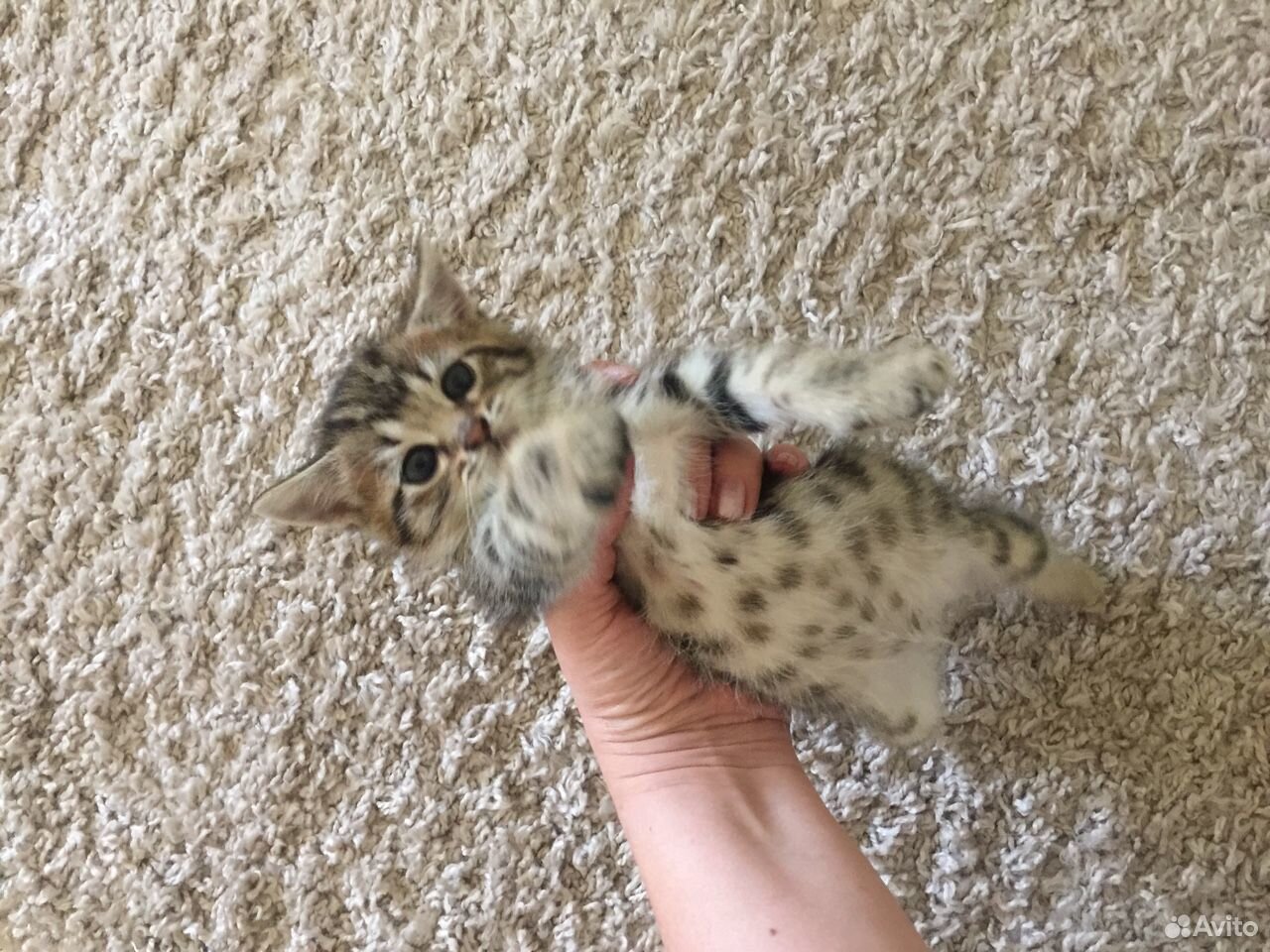 Котенок-маленький тигренок