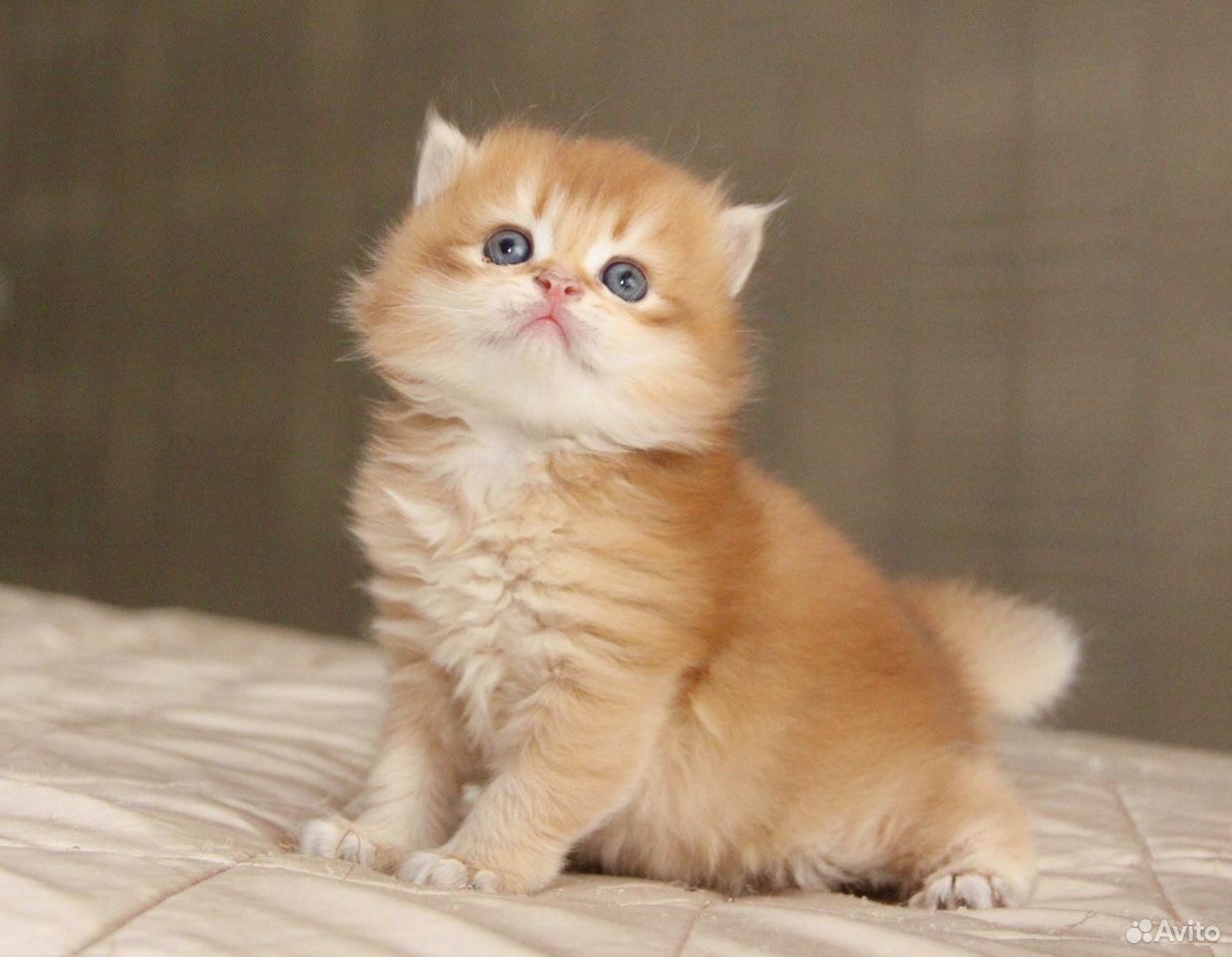 Малыш британец золотая шиншилла