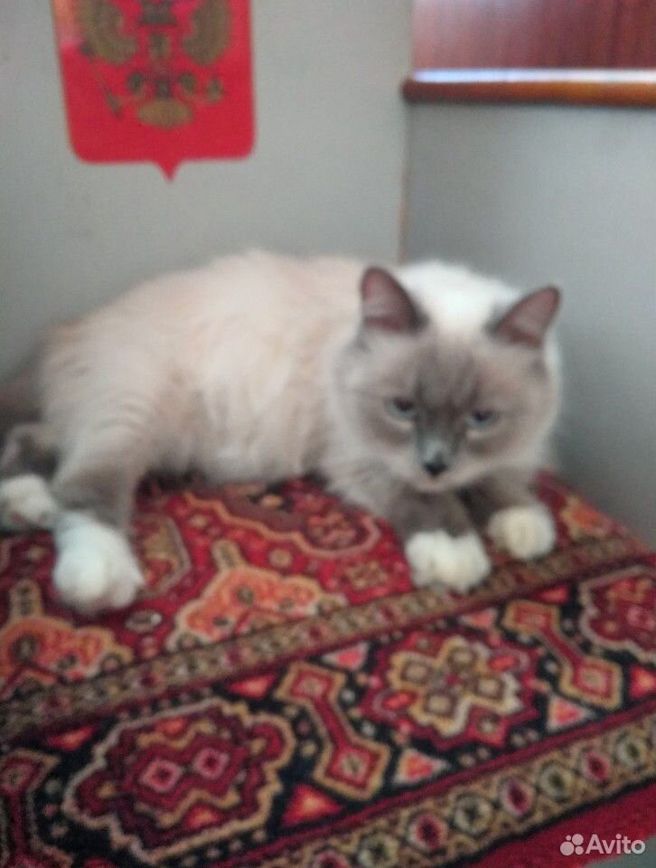 Продаю котят