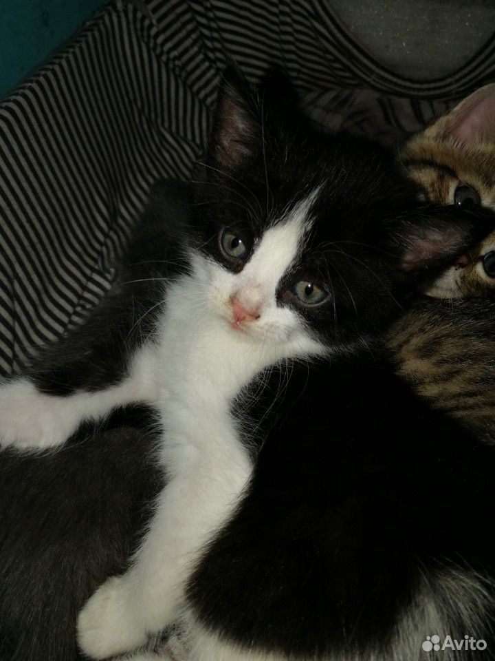 Котик Раста