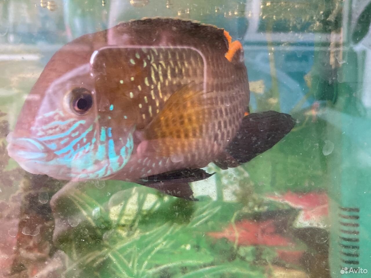 Рыба (Берёзовая Акара) Бесплатно