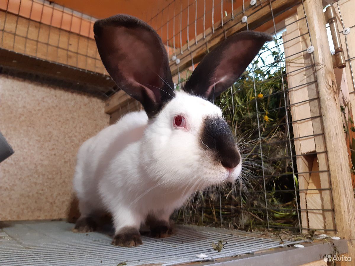 Калифорнийские кролики 4+мес