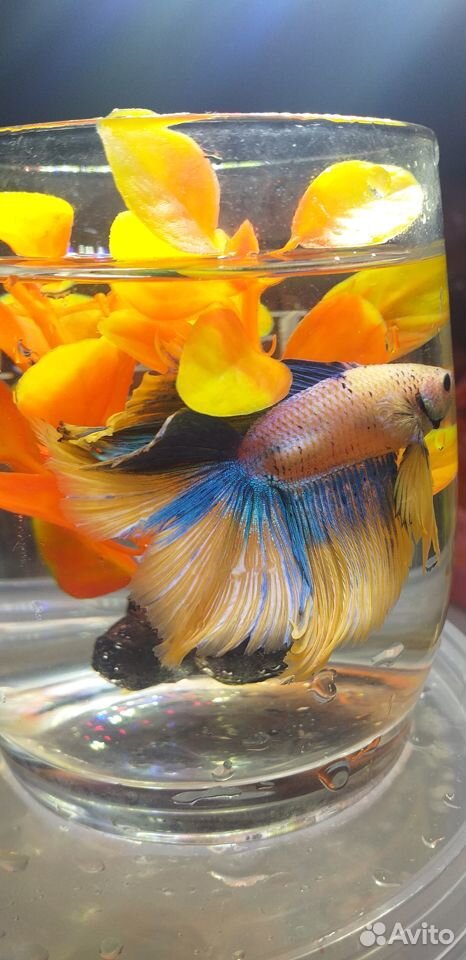 Рыбка Петушок солнечный лучик