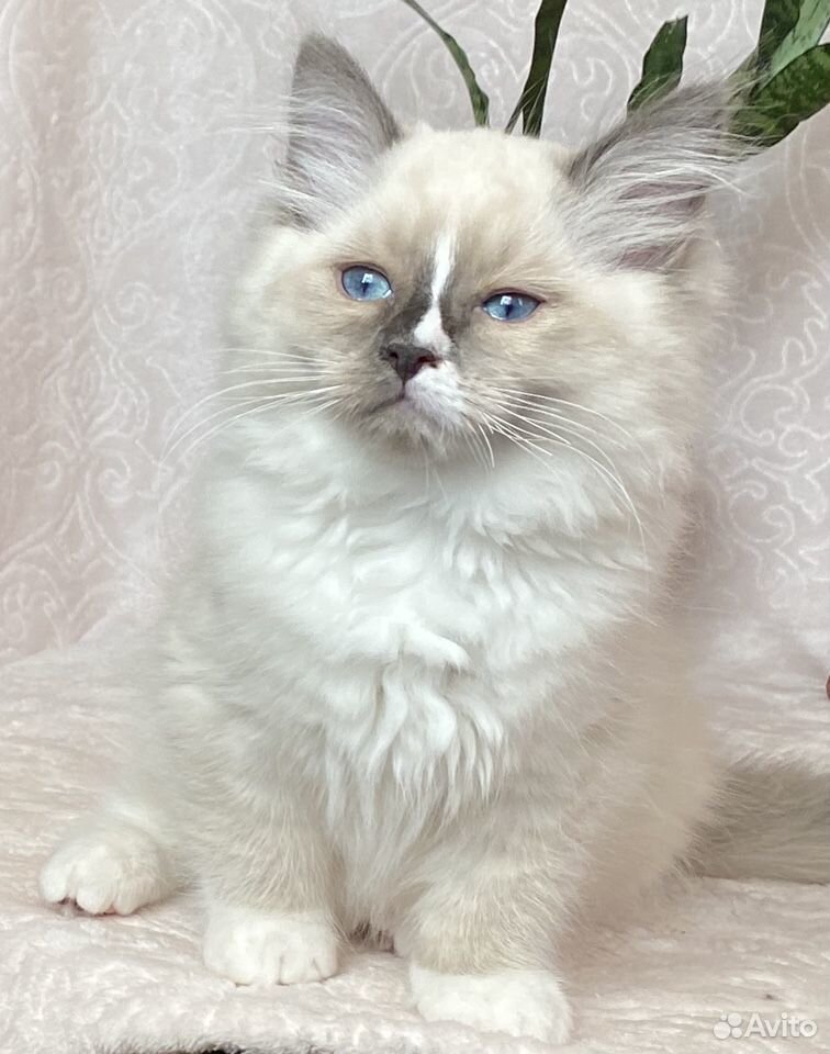 Котик рэгдолл