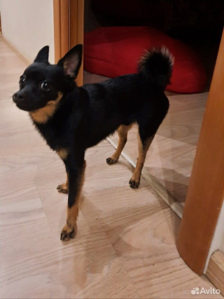 Той-терьер (вязка)