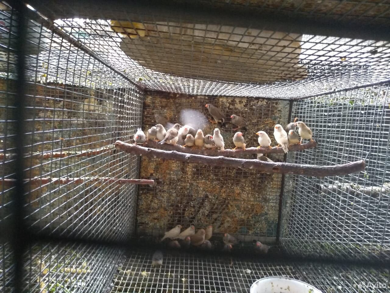 Продаются Амадины