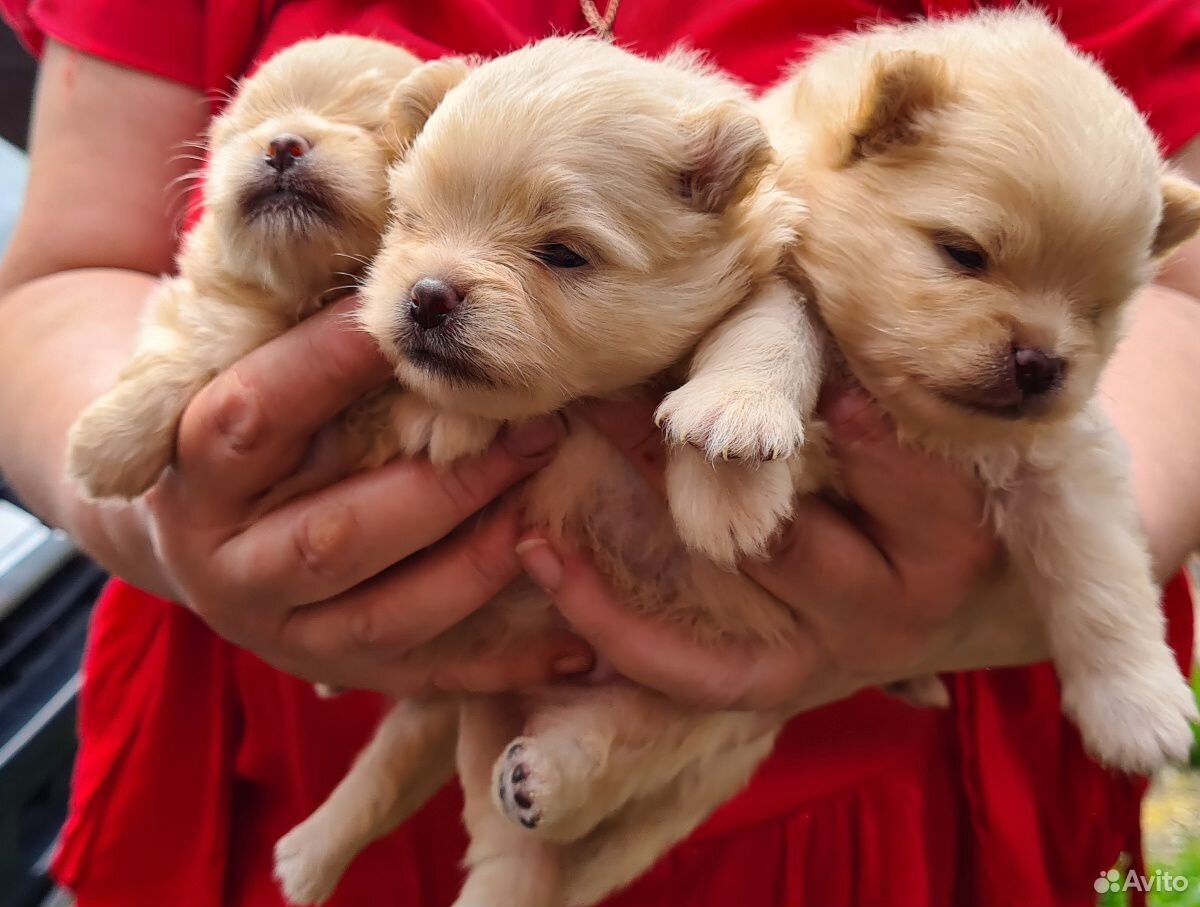 Померашки. Мишки. Девочки и мальчики