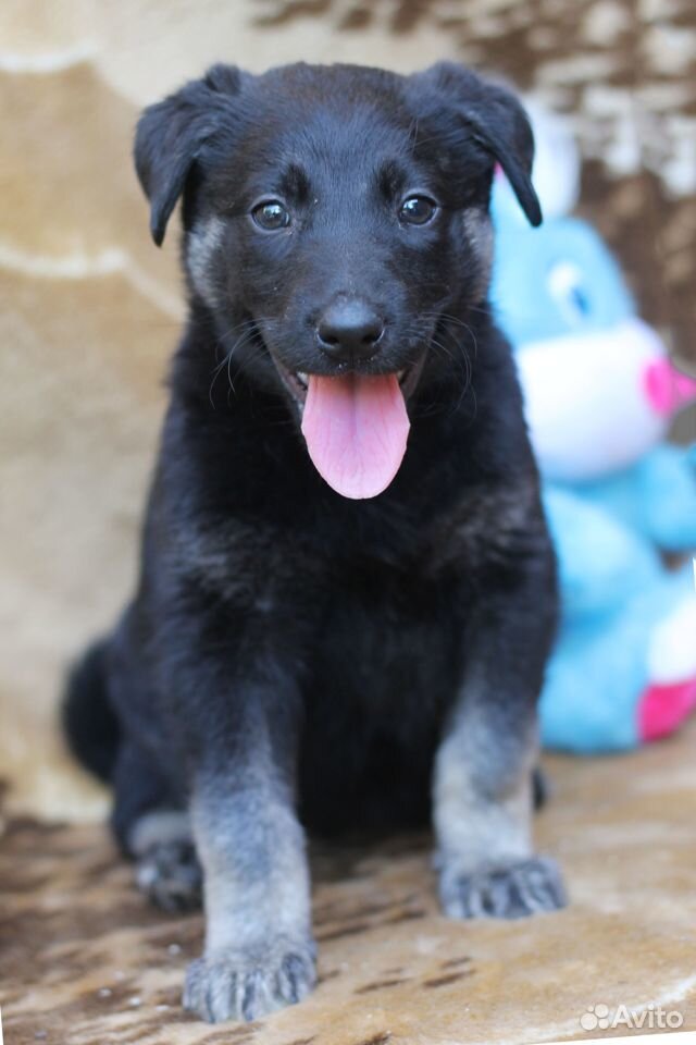 Черная красотка Вакса