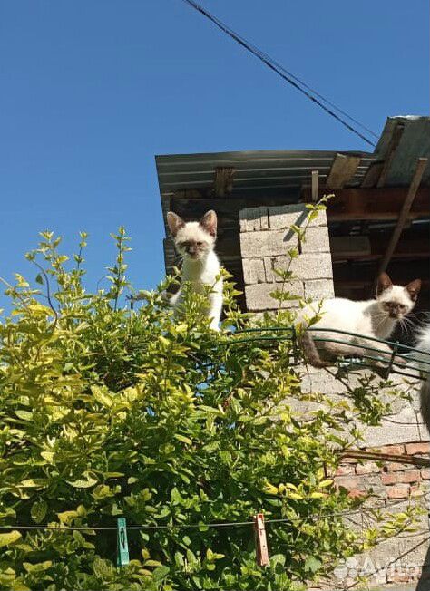 Сиамские котята (девочки)