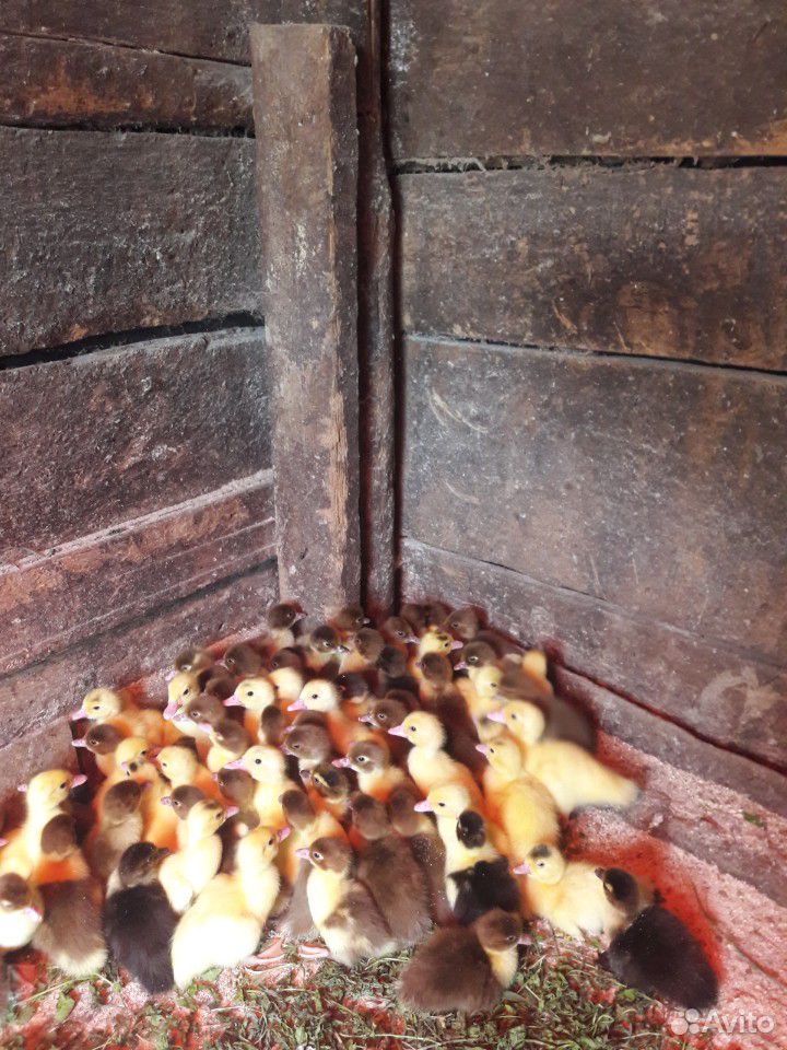 Индоутята,выведенные естественным путём.От очень к