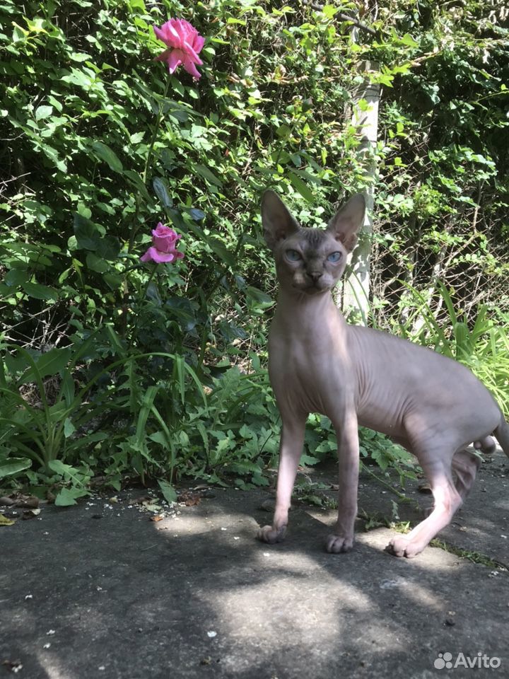Кот
