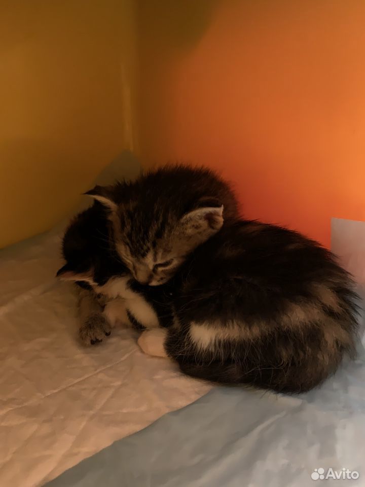 Котята