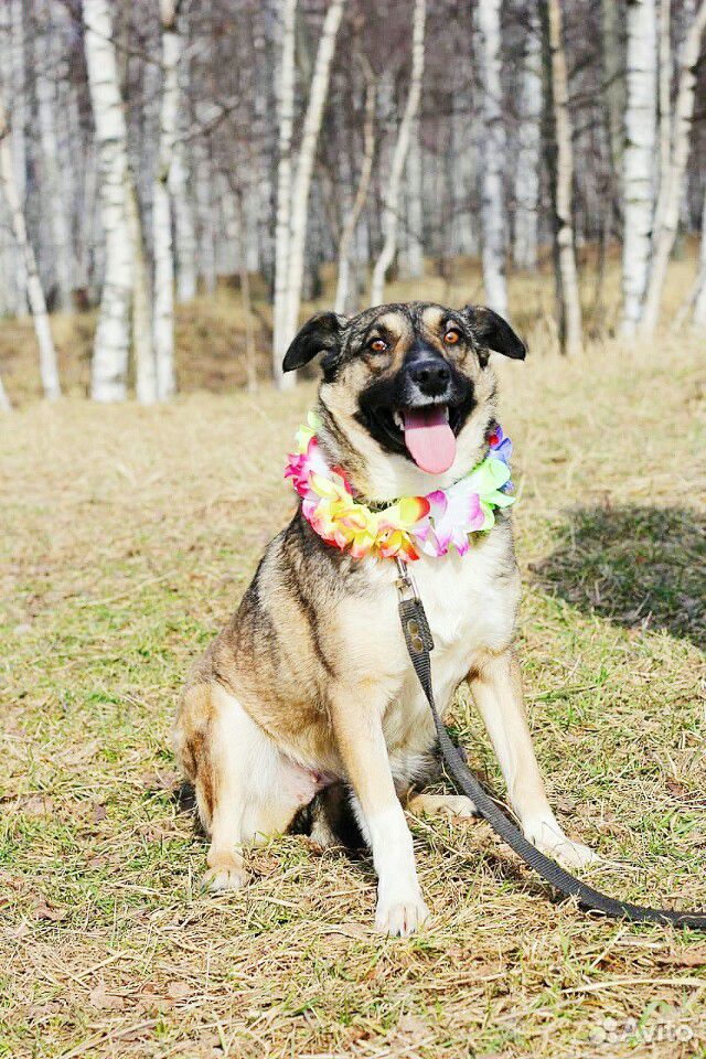 Чудесная собака Лира в дар