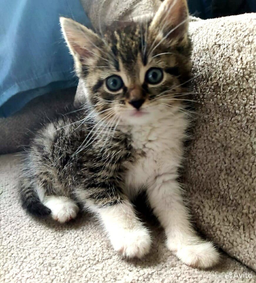 Маленькой Рысе нужен дом