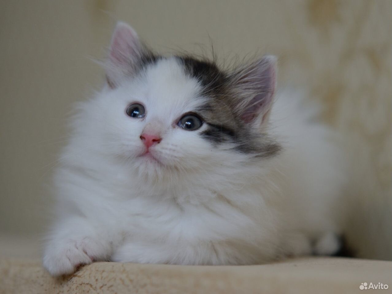 Очаровательная кошечка
