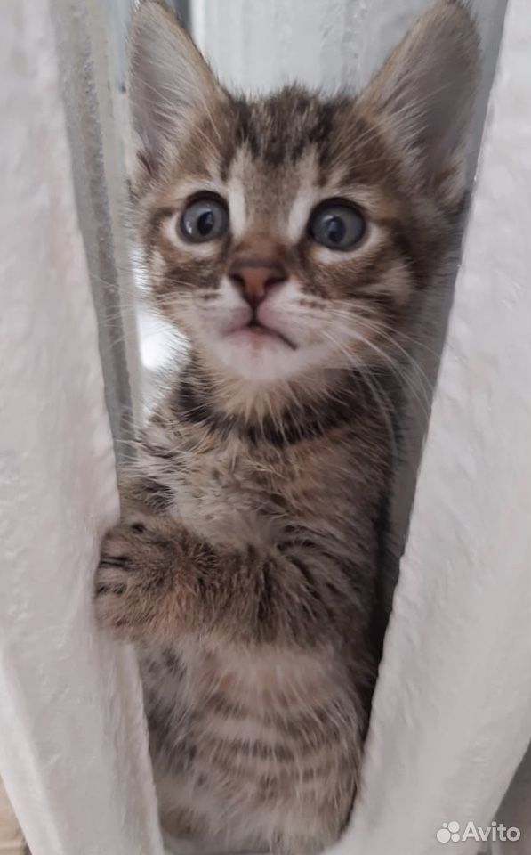 Котятки в добрые руки