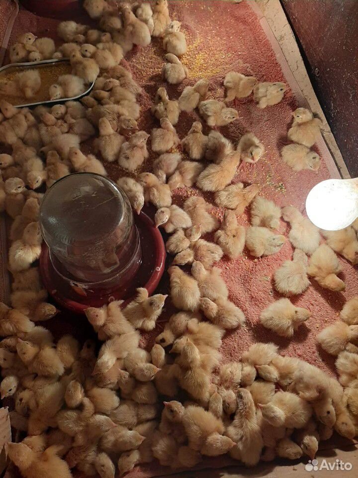 Перепела суточные. Московский белый