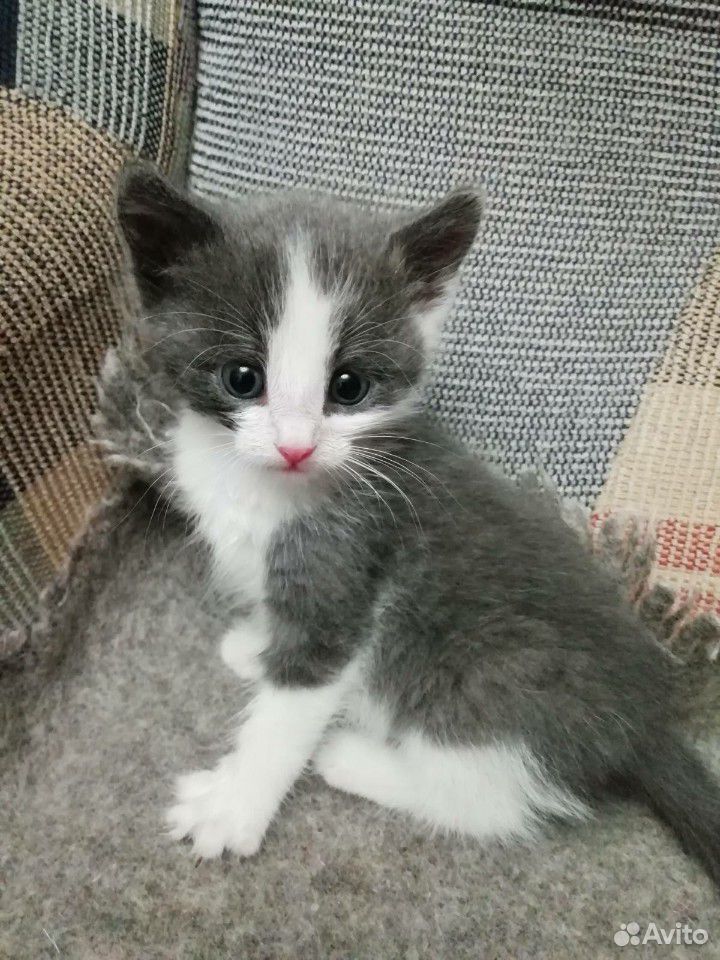 Коштик