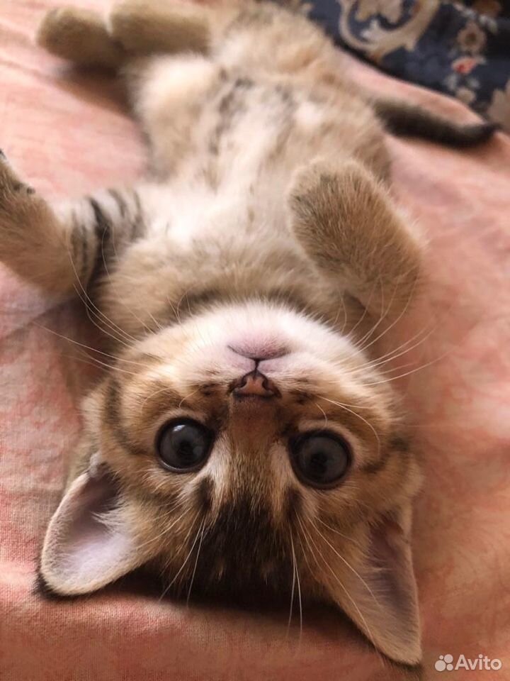Котёнок
