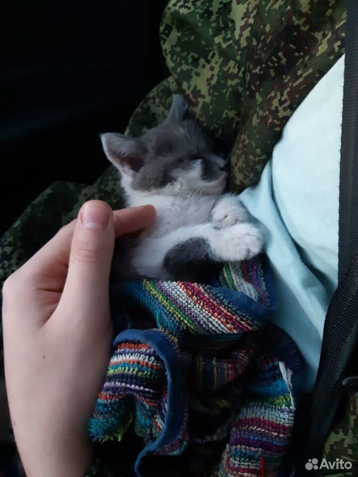 Кот