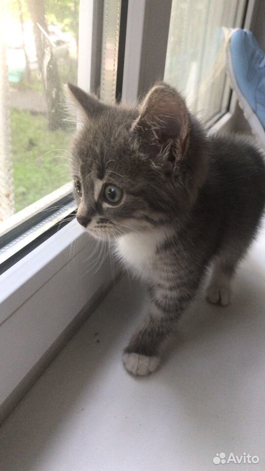 Котёнок