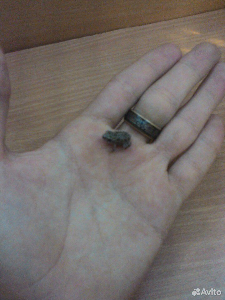 Зеленая жаба bufo viridis молодь