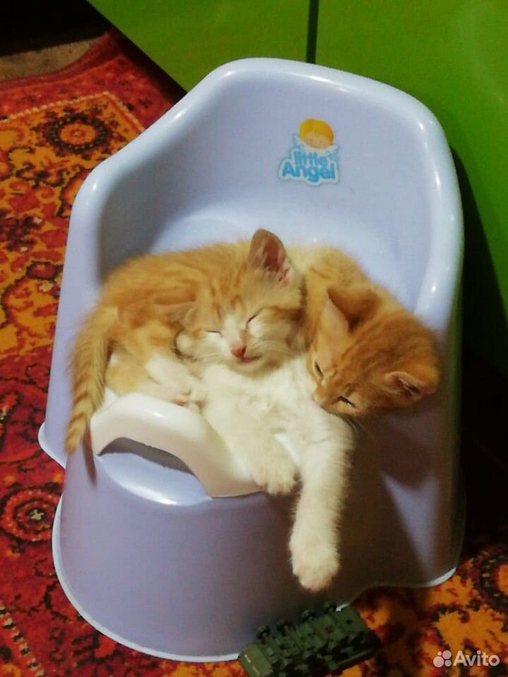 Котята в добрые руки