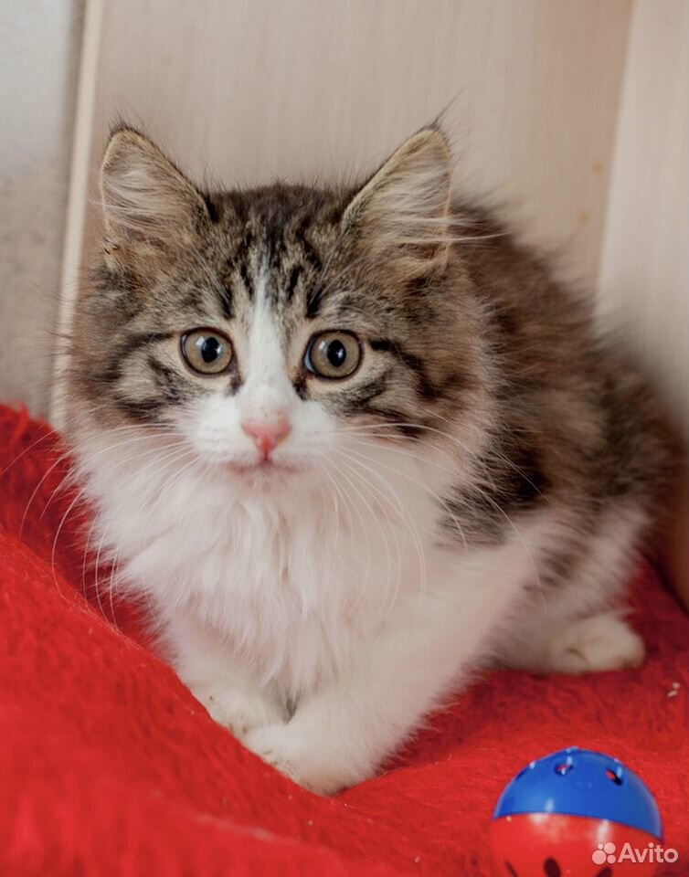 Шикарная малышка котёнок Лилу 2 месяца в добрые ру