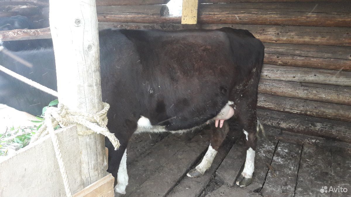 Карова и телята