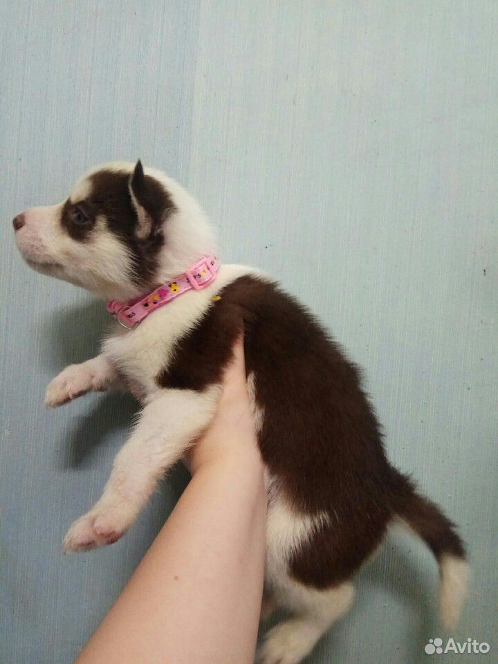 Шоколадное счастье