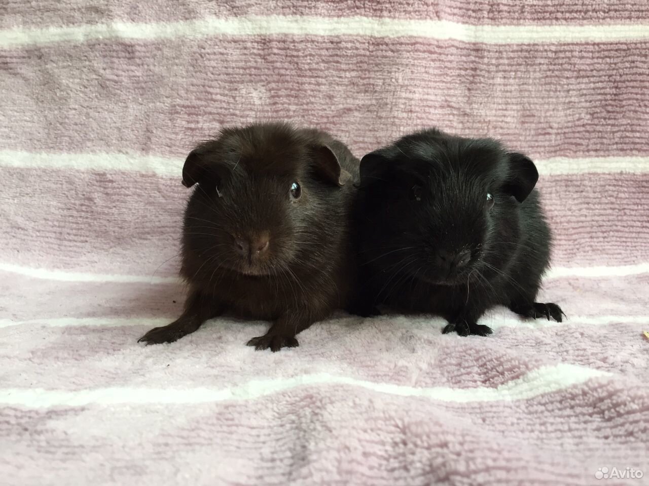 Морские свинки крестед чёрная и шоколад