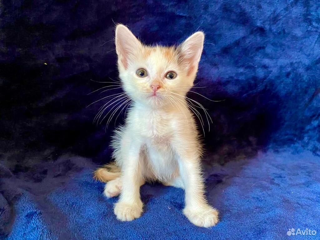 Котенок