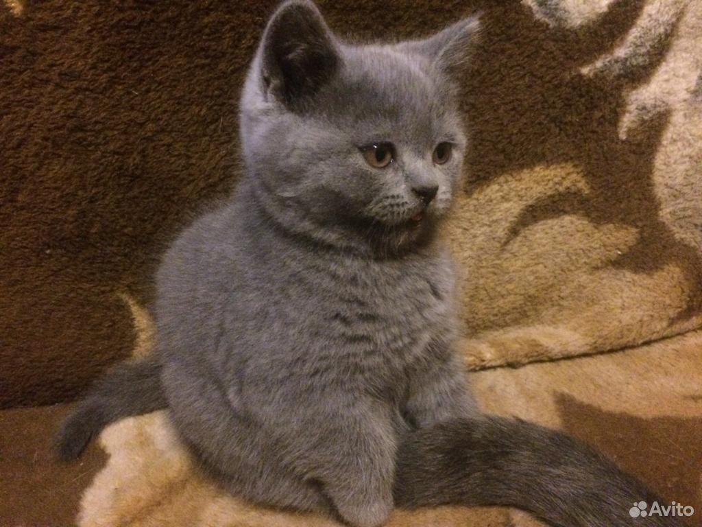 Британские котята