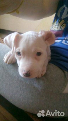 Стаффордширский терьер