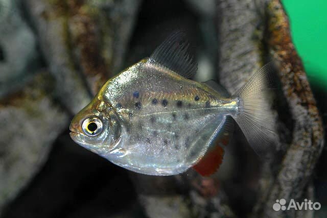 Метиннис пятнистый