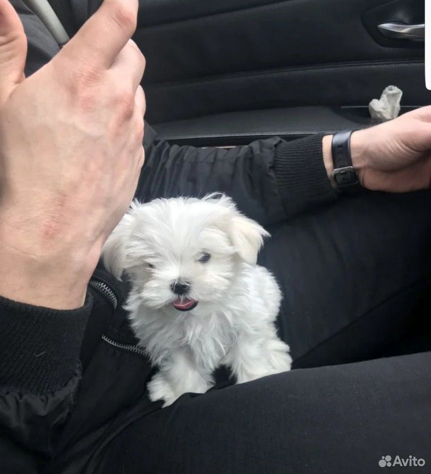 Девочка Мальтезе